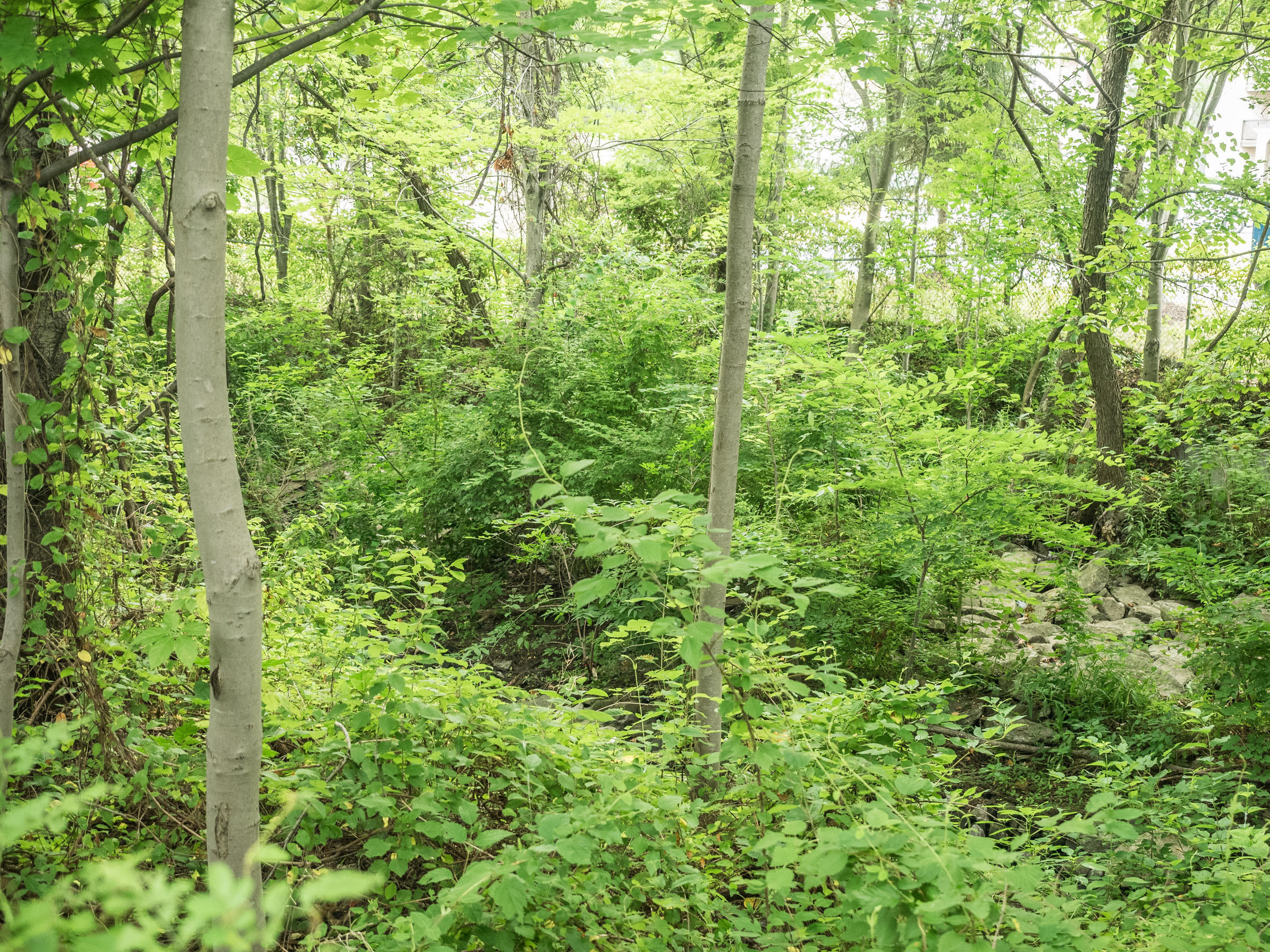 Emory Grove Hills Neighborhood Conservation Area - Montgomery Parks