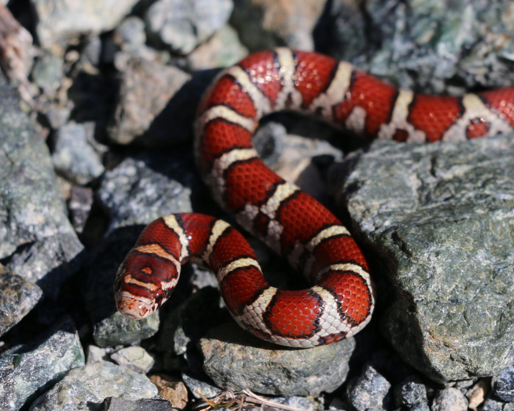 Living with Snakes - Montgomery Parks