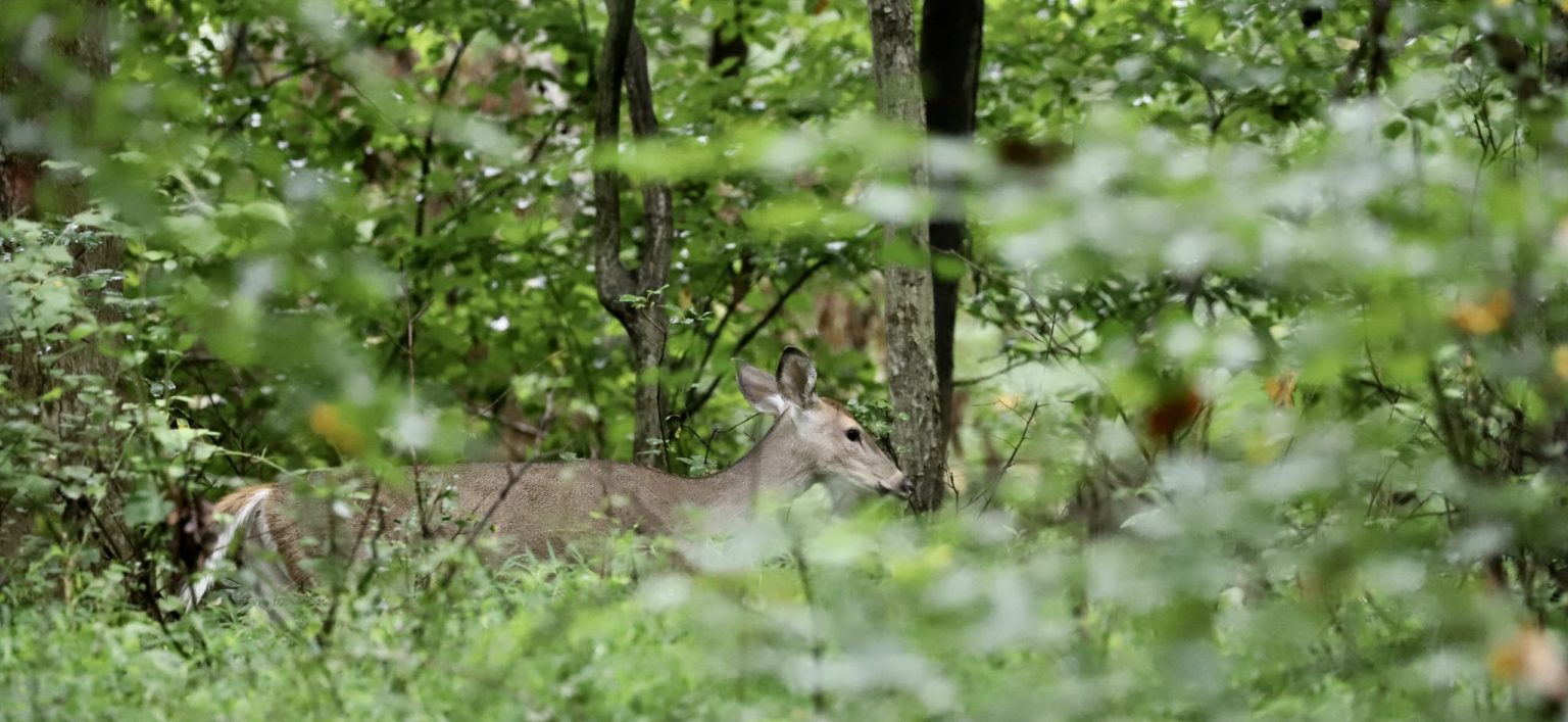 Wildlife Emergencies & Complaints - Montgomery Parks