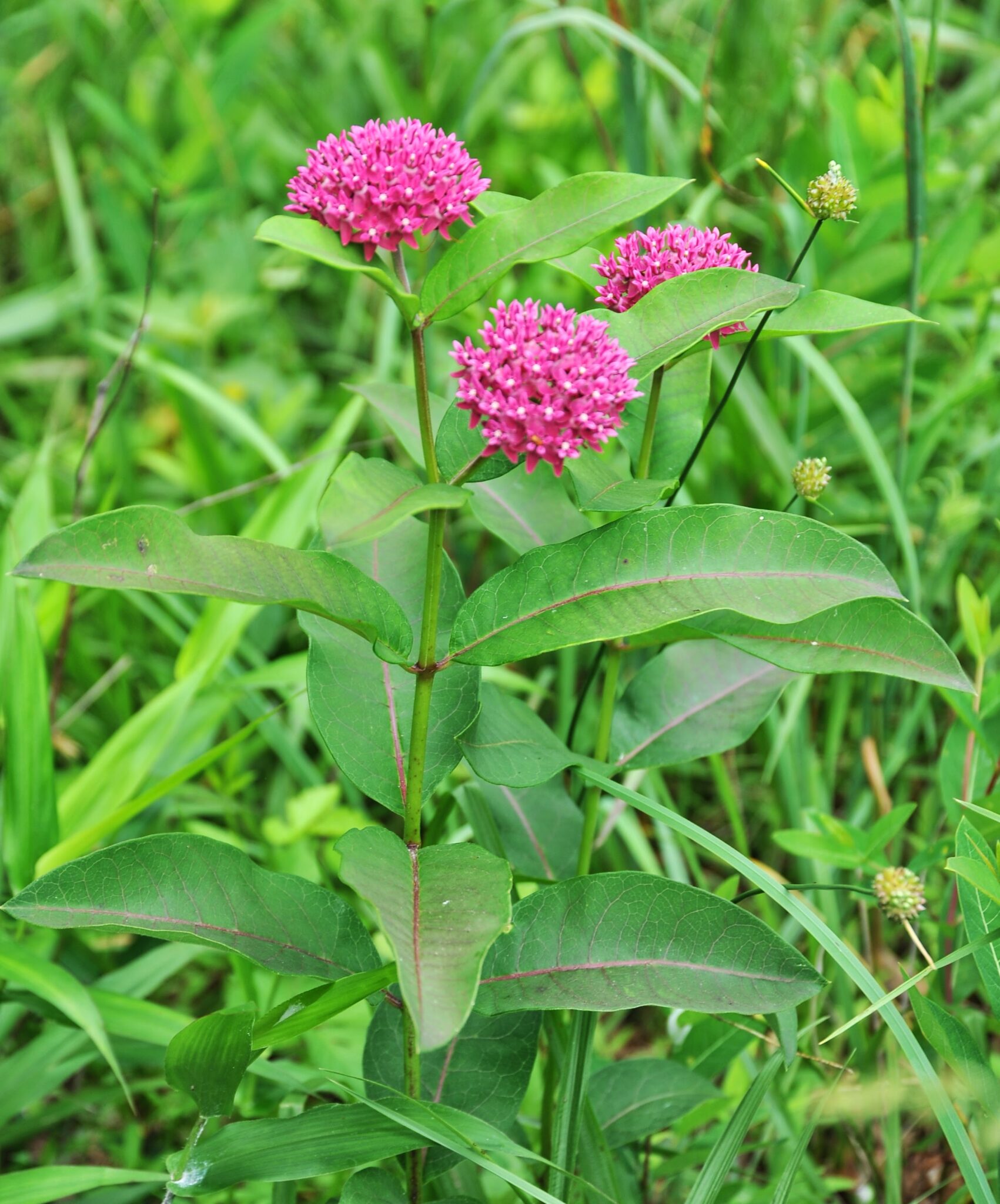 Native Plant Program - Montgomery Parks