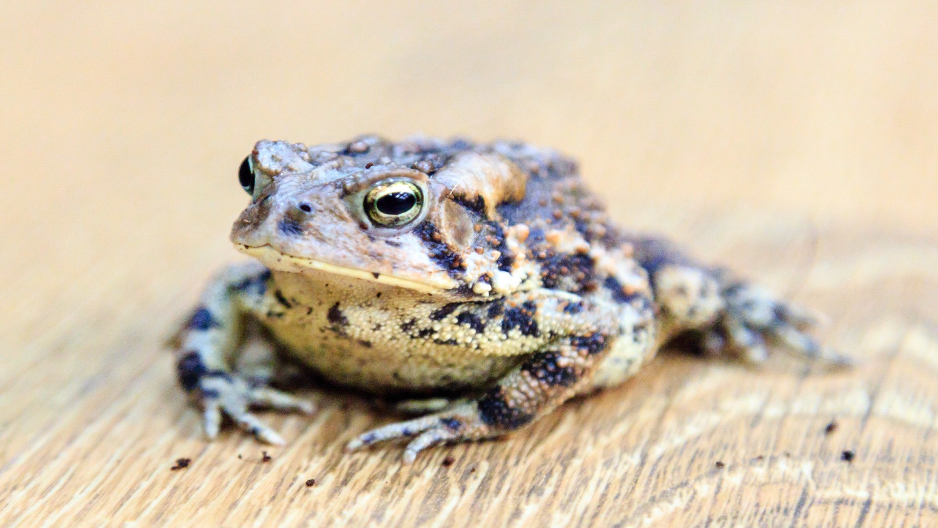 Brookside Nature Center - Montgomery Parks