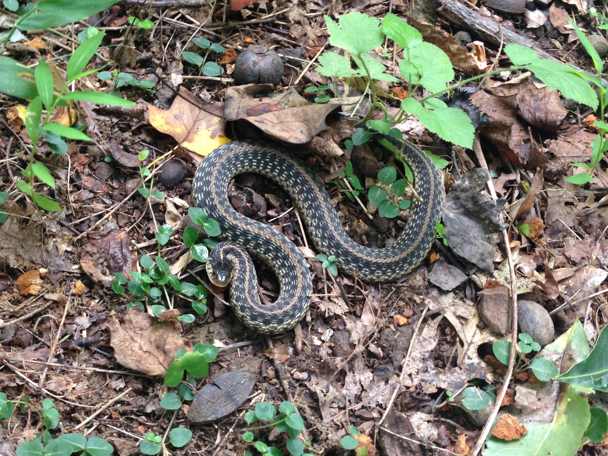 Living with Snakes - Montgomery Parks