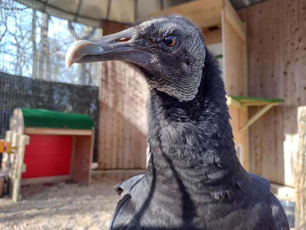 Meadowside Nature Center - Raptor Deck - Montgomery Parks