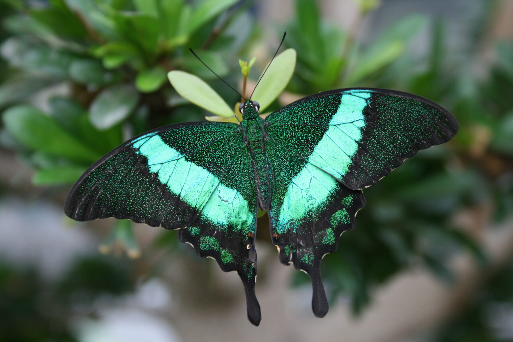 The Butterfly Experience at Brookside Gardens opens April 10, 2025 ...