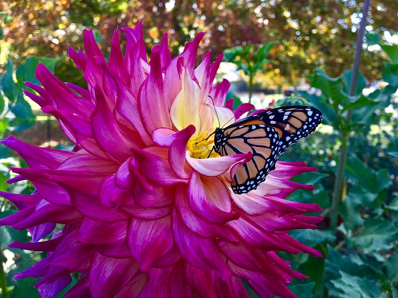 The Butterfly Experience at Brookside Gardens opens April 10, 2025 - Montgomery Parks