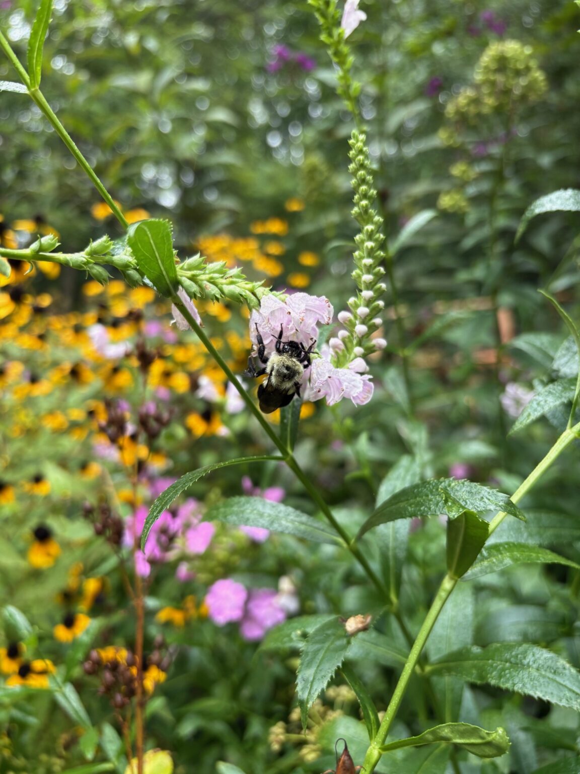 Montgomery Parks - Photo Submission - Montgomery Parks