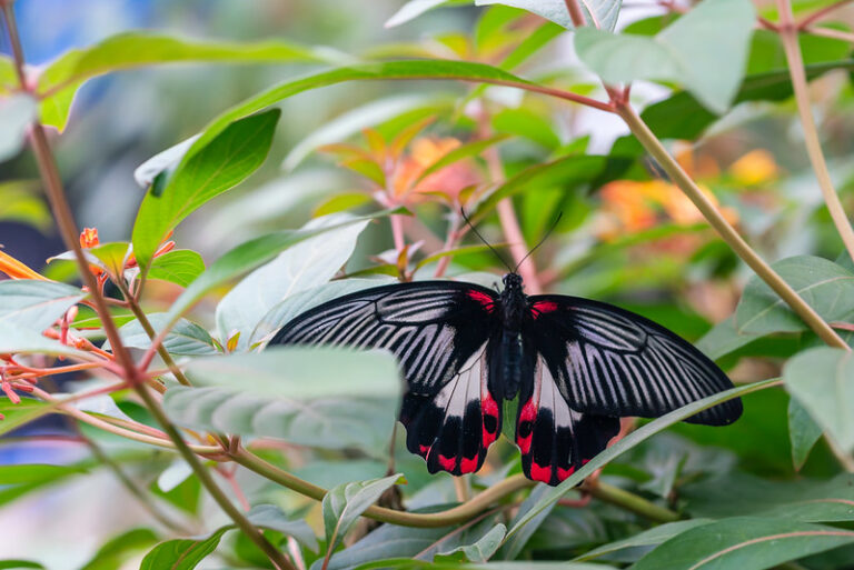 The Butterfly Experience at Brookside Gardens returns April 1 ...